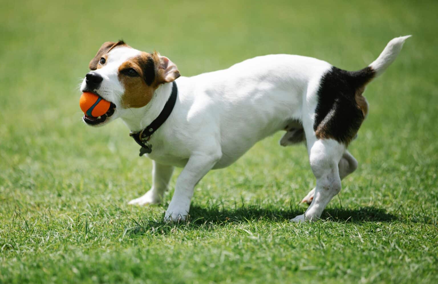 The Surprising Reason Some Dogs Are Obsessed with Tennis Balls ...