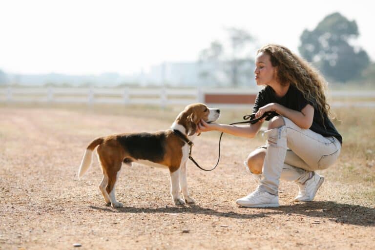 7 Ways to Help Your Dog Get Along With Other Dogs - iHeartDogs.com