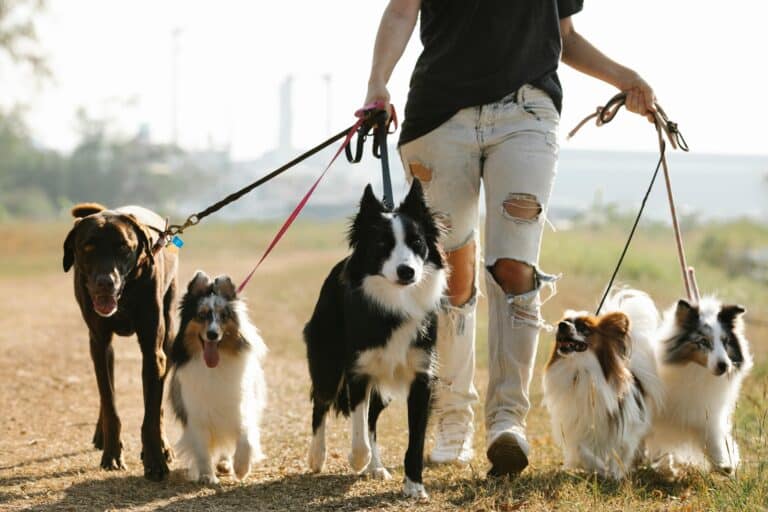 7 Ways to Help Your Dog Get Along With Other Dogs - iHeartDogs.com