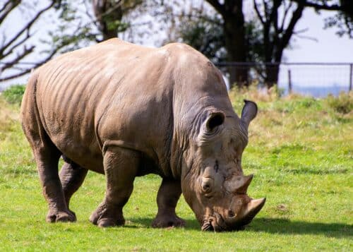 The Top 8 Heaviest Animals in the World - iHeartDogs.com