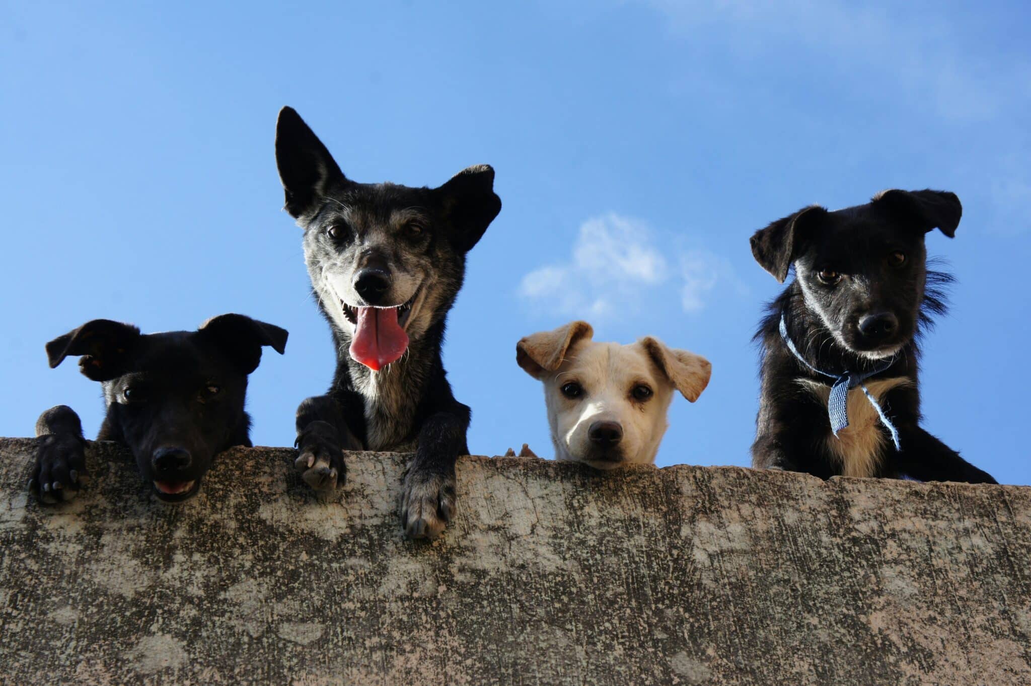 9 Pros And 7 Cons Of Having Multiple Dogs - iHeartDogs.com