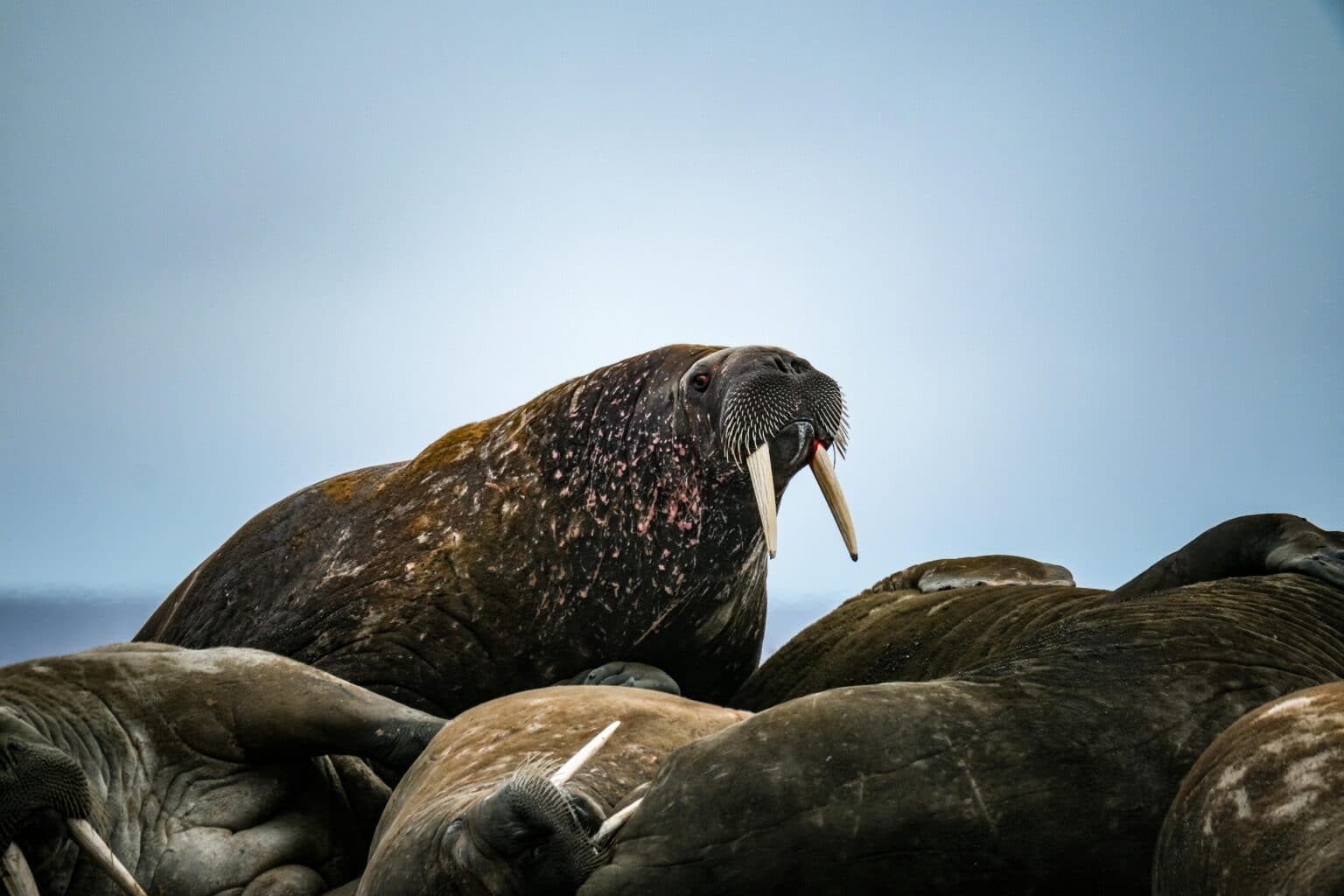 The Top 8 Heaviest Animals in the World - iHeartDogs.com