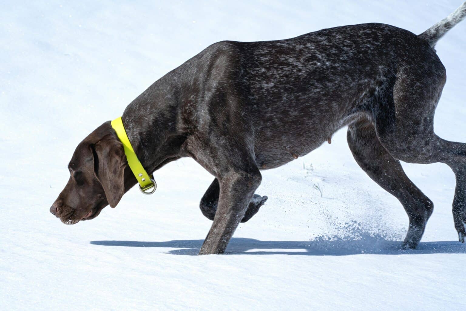 22 Dog Breeds That Are Incredible Sniffers - iHeartDogs.com