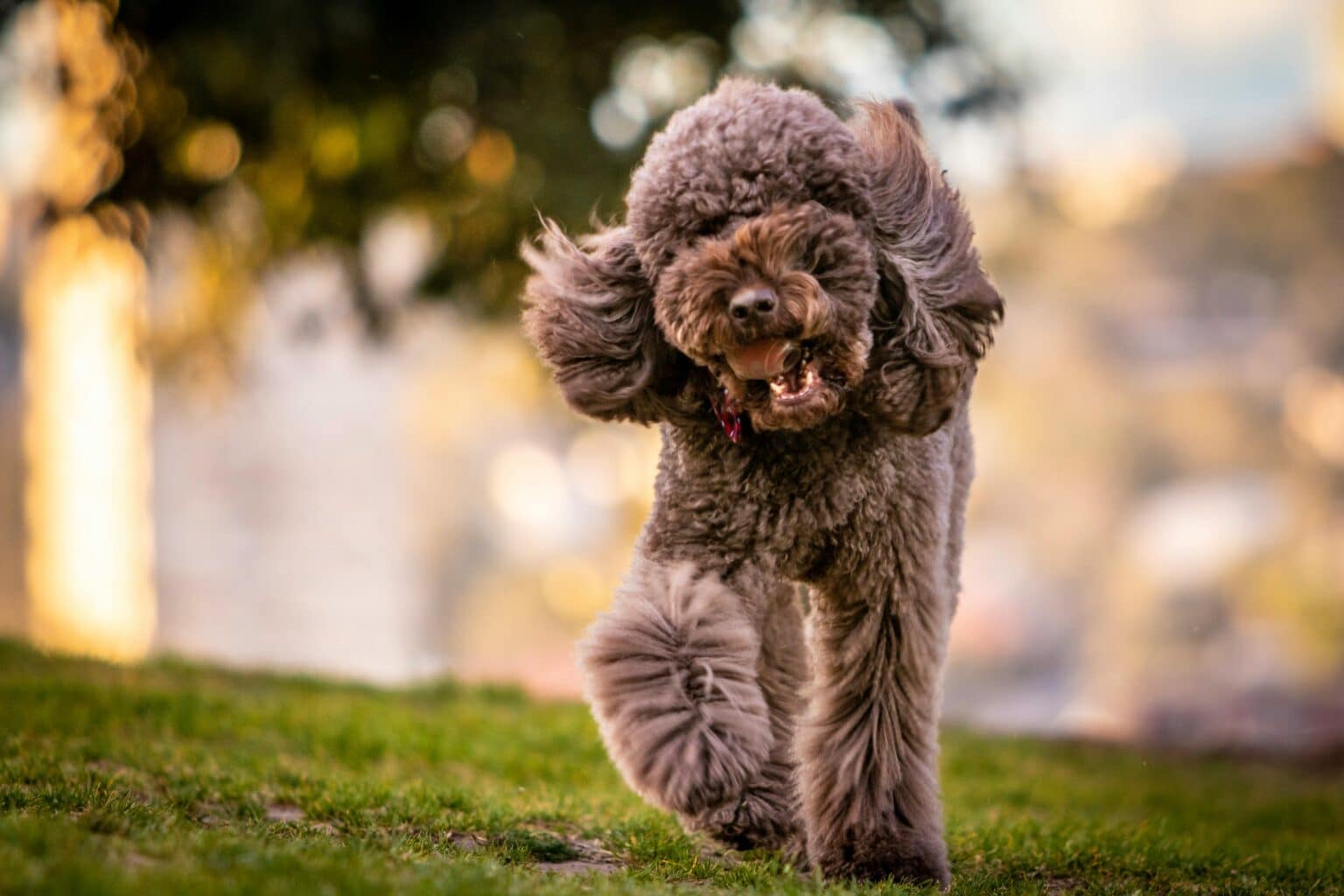 15 Pet-Friendly Hotels in the U.S. You Can’t Miss - iHeartDogs.com