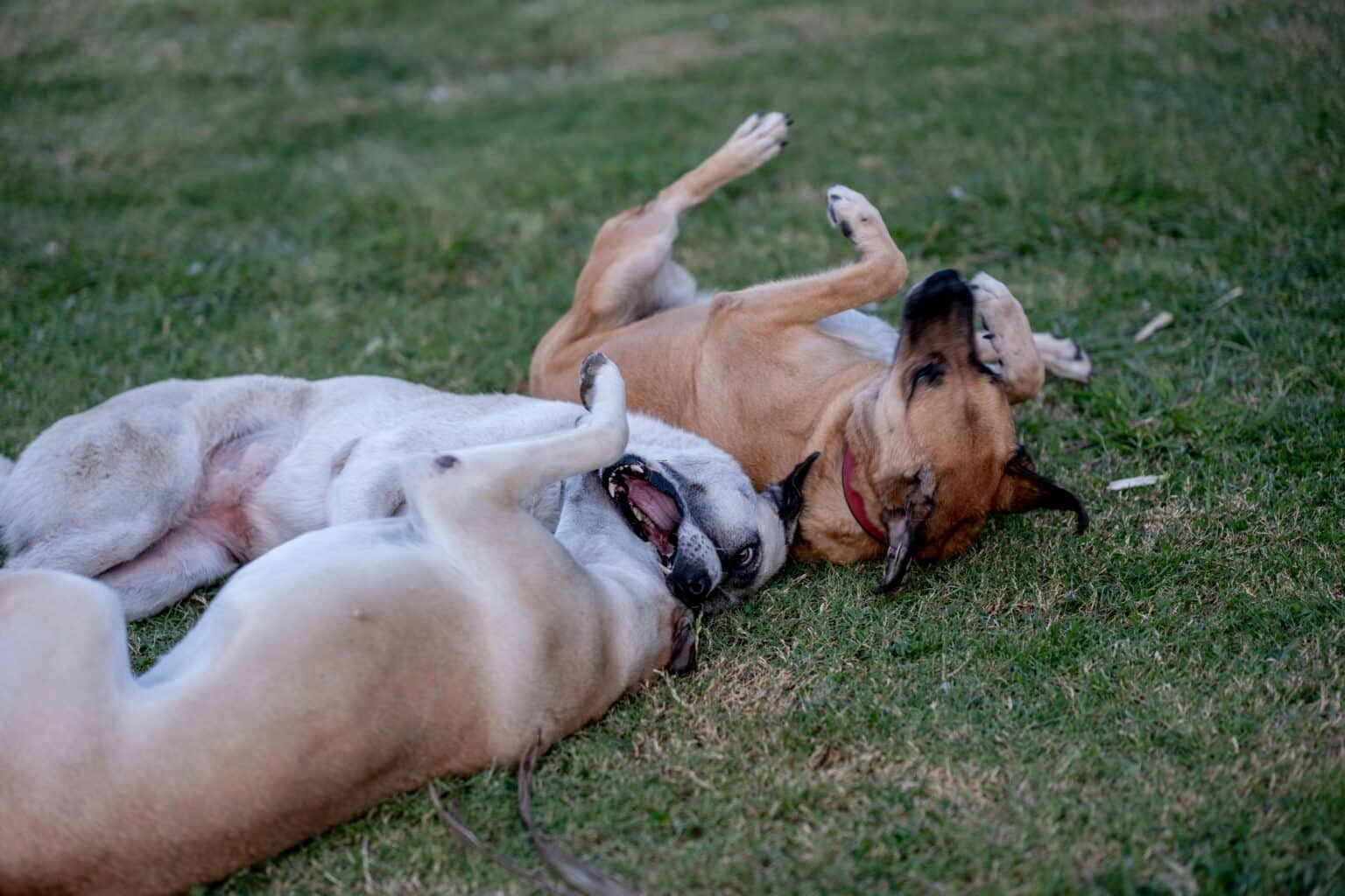 13 Shocking Truths About Why Dogs Roll in Smelly Things - iHeartDogs.com