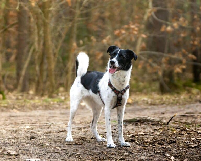 15 Fascinating Truths About Why Dogs Wag Their Tails Right Or Left ...