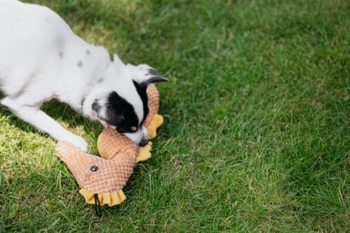 The Psychology Behind Why Dogs Love Certain Toys - iHeartDogs.com