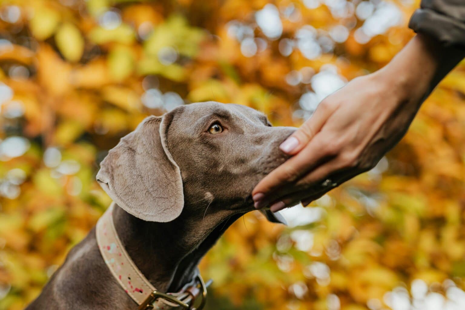 13 Scientific Facts About Dogs Smelling Fear - iHeartDogs.com