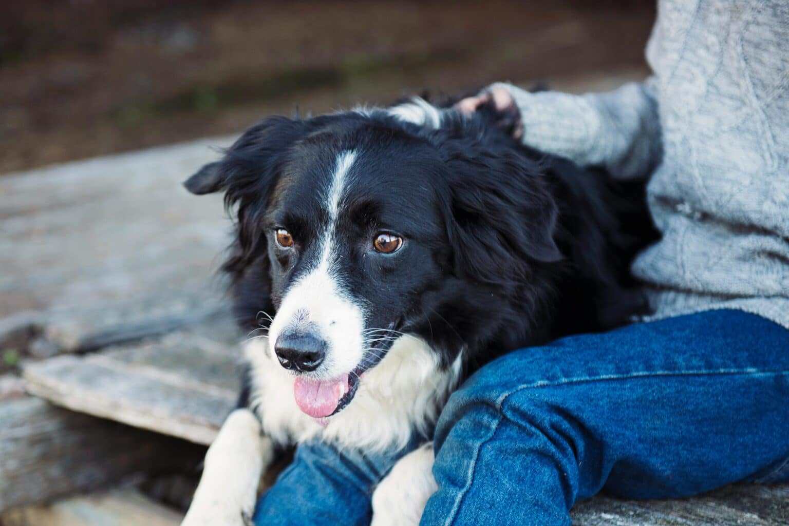 15 Dog Breeds That Grow Most Attached To Their Humans - iHeartDogs.com