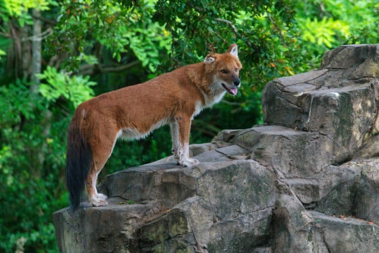 16 Most Exotic Species Of Wild Dogs On Earth - iHeartDogs.com