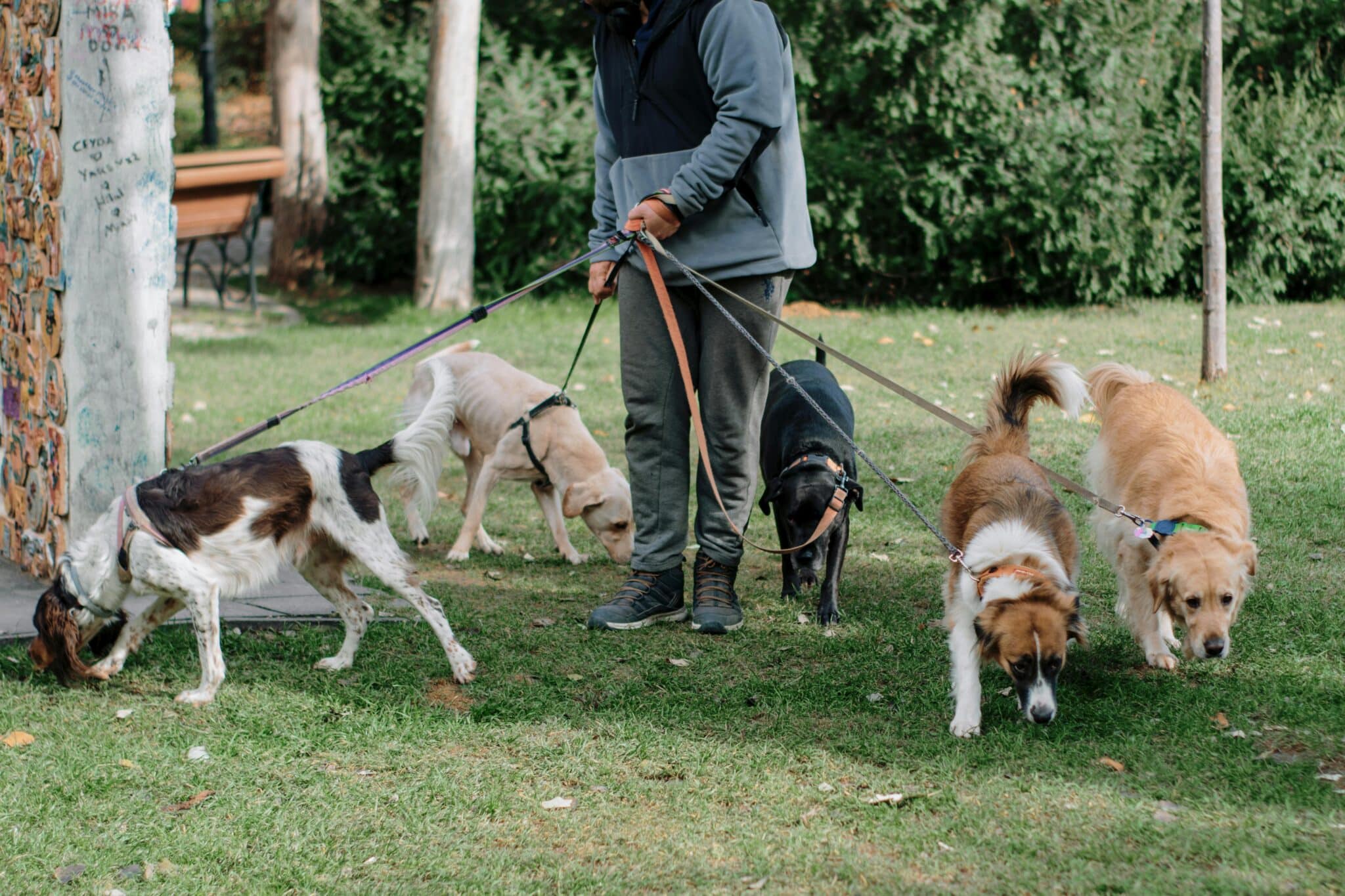9 Pros And 7 Cons Of Having Multiple Dogs - iHeartDogs.com
