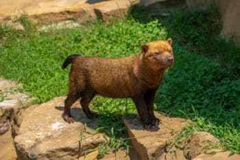 16 Most Exotic Species Of Wild Dogs On Earth - iHeartDogs.com