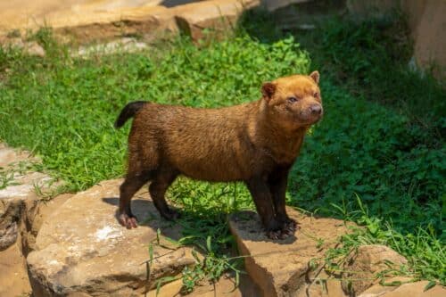 16 Most Exotic Species Of Wild Dogs On Earth - iHeartDogs.com