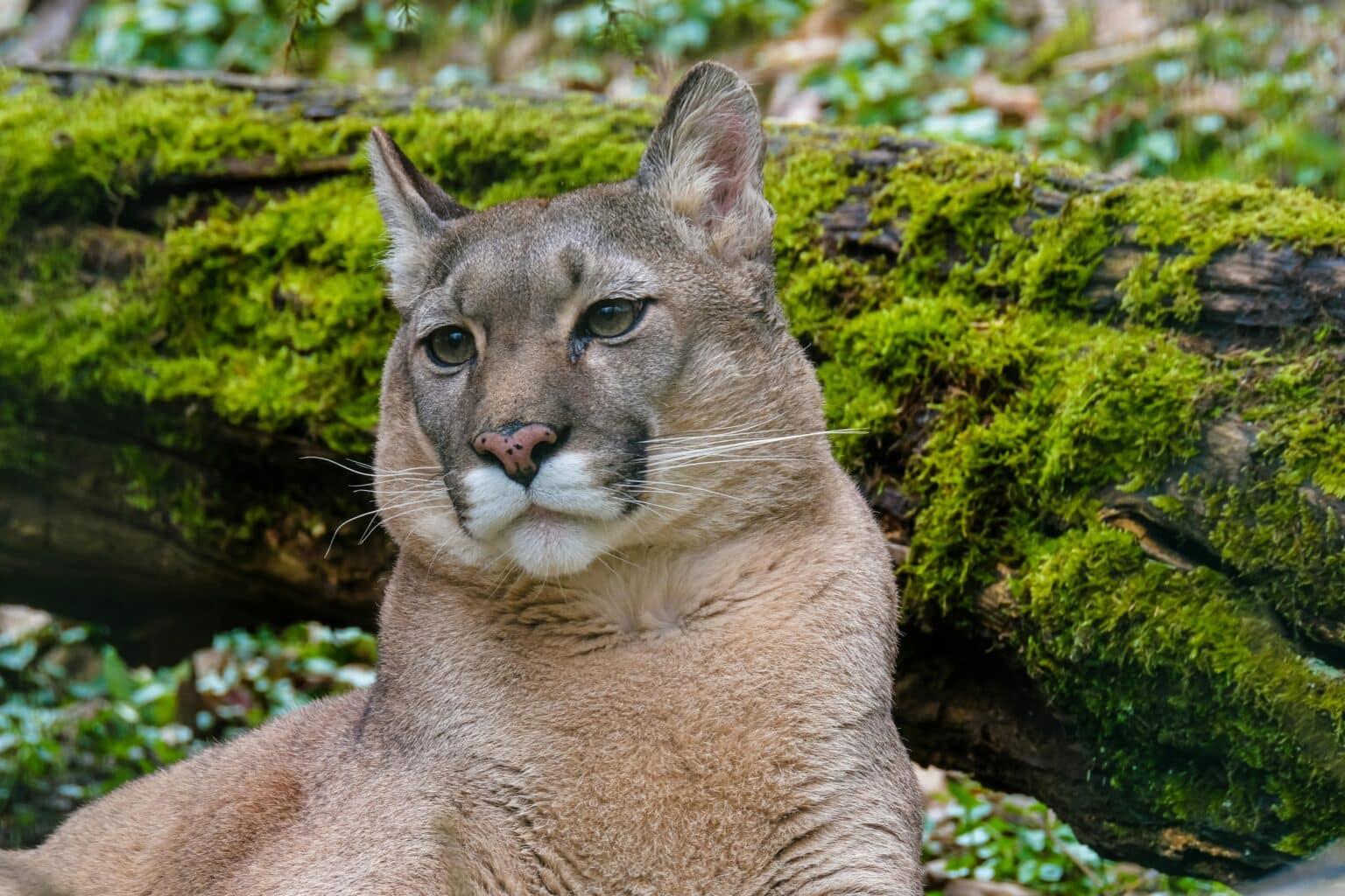 11 Amazing Animals You Can Only Find In North America - iHeartDogs.com