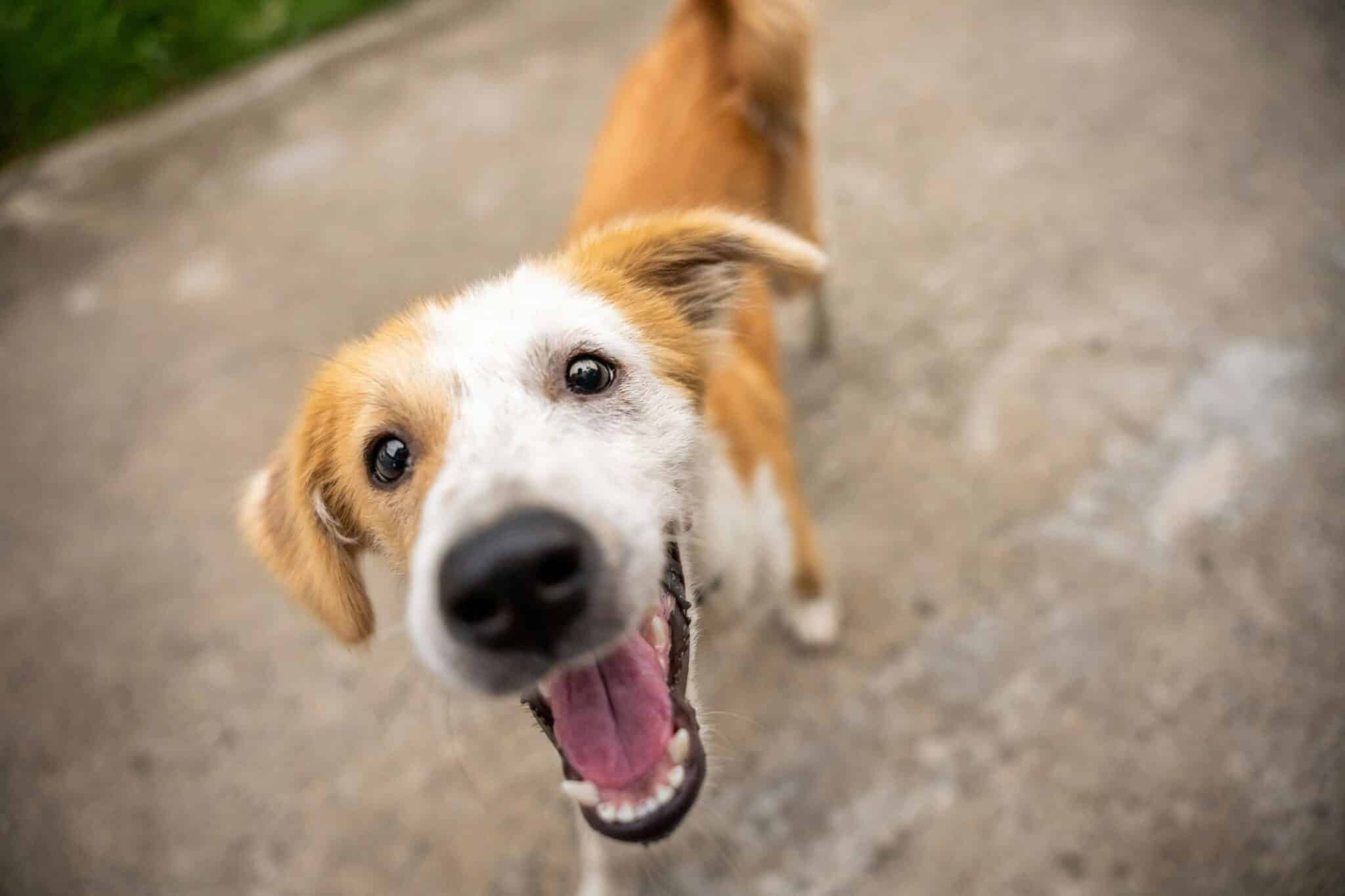 13 Signs Your Dog Is Truly Happy - iHeartDogs.com