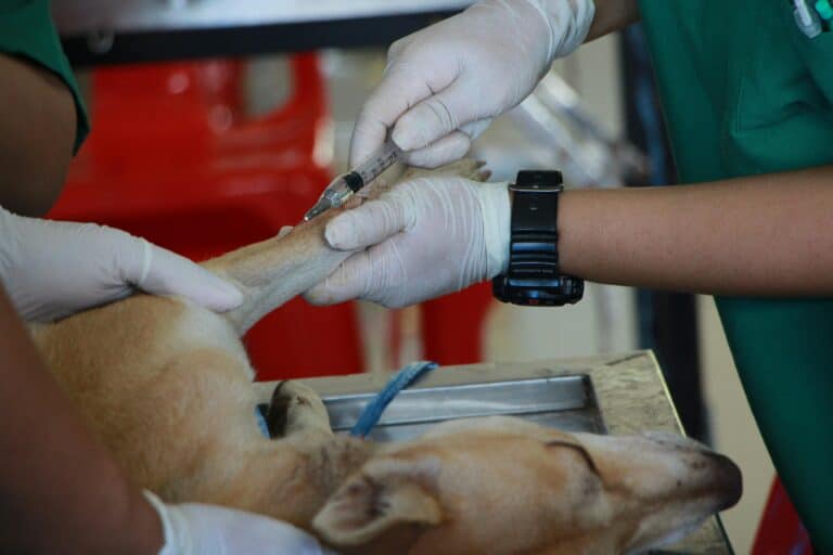Scientists Uncover a New Evolutionary Phase in Dogs - iHeartDogs.com