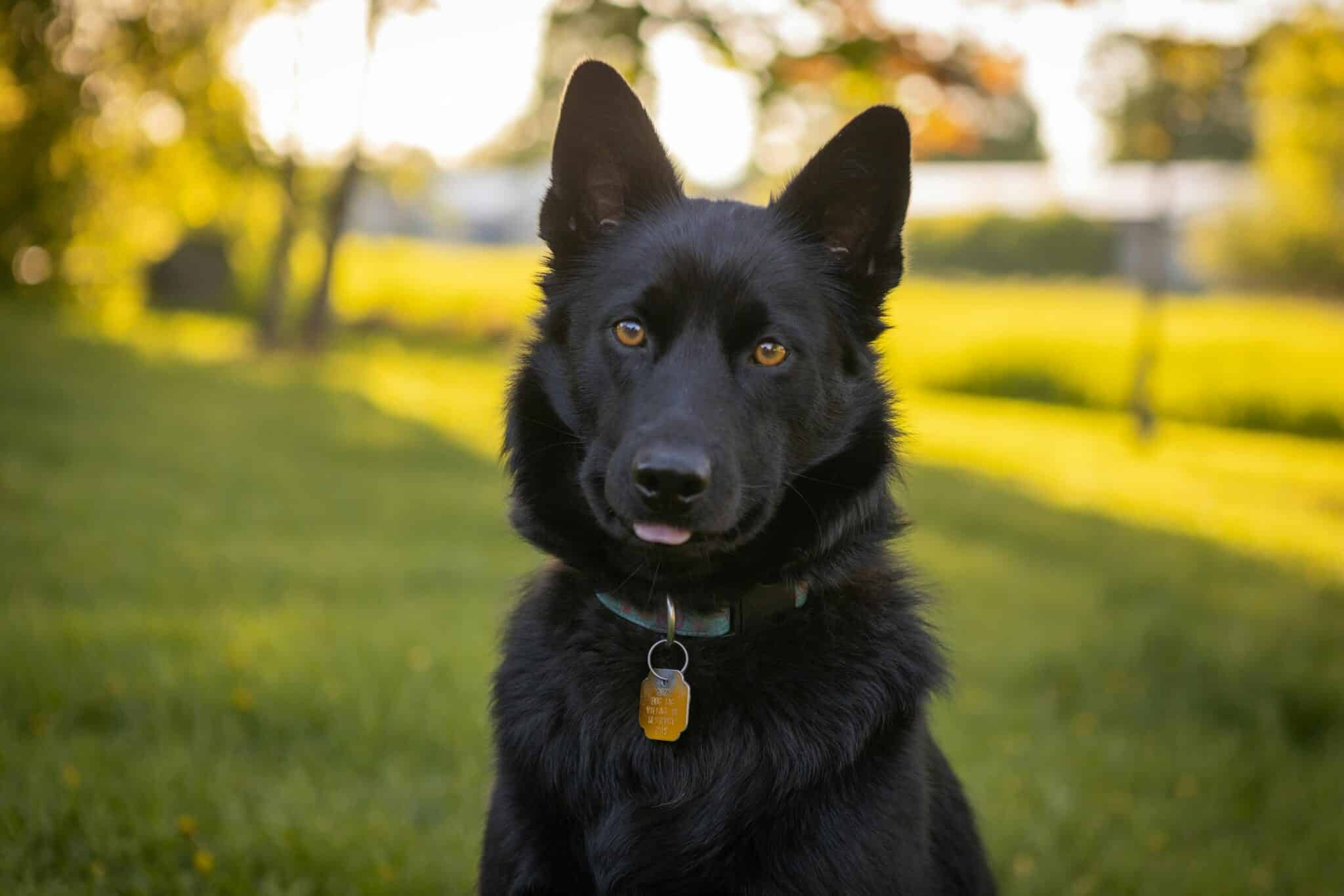 13 Real Reasons Dogs Tilt Their Heads When You Speak - iHeartDogs.com
