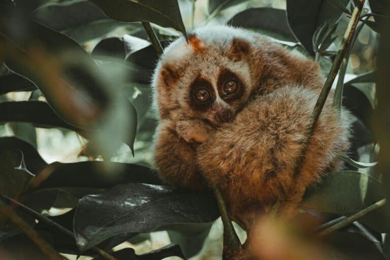 Top 11 Coolest Animals In The World - iHeartDogs.com