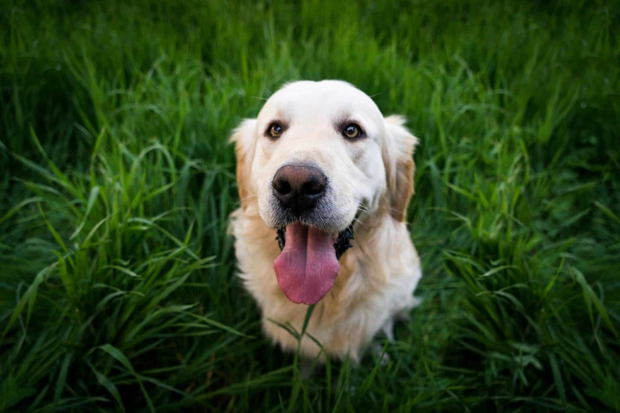 Why Do Dogs Sometimes Snap at the Air? It's Not Always About Flies ...
