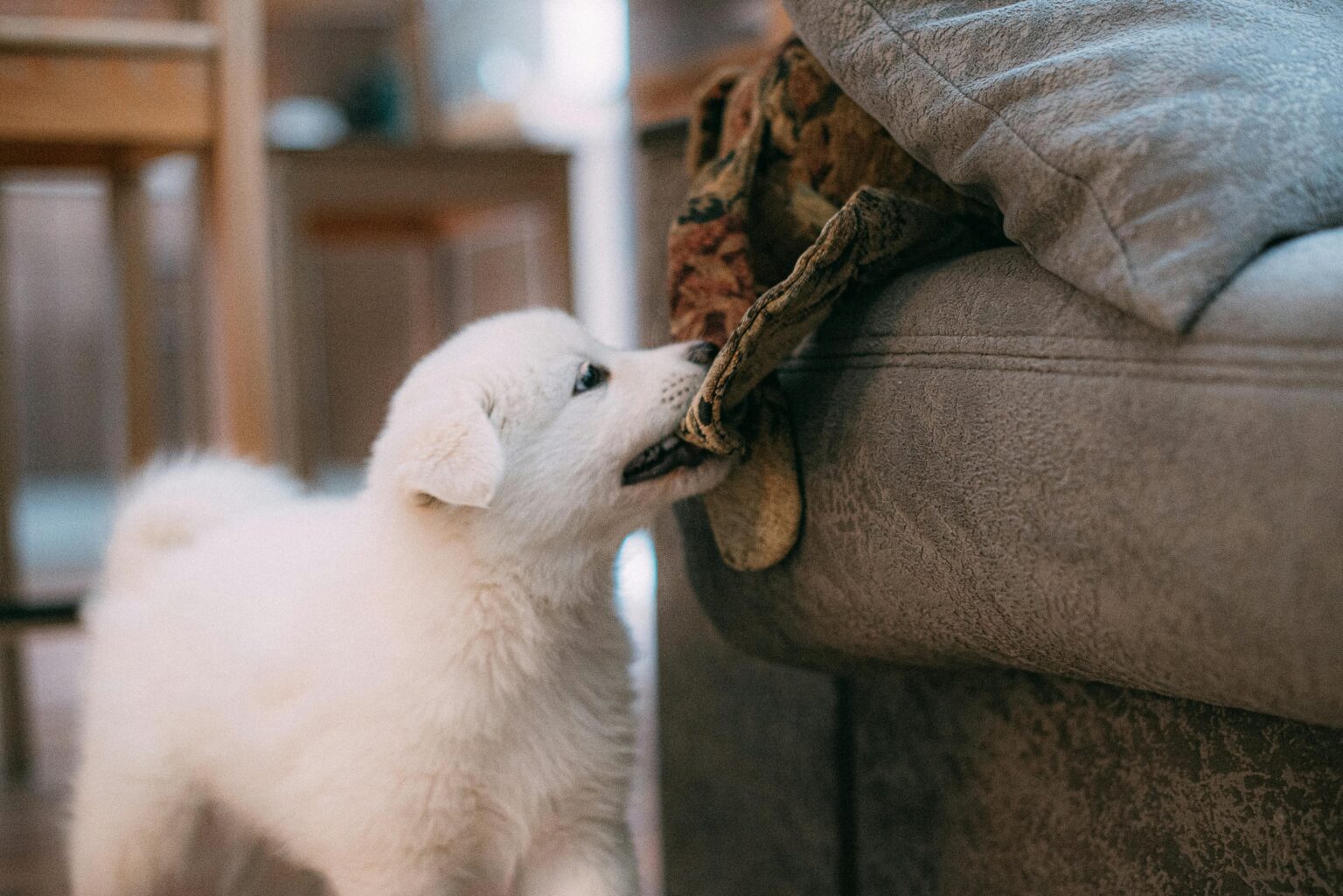 21 Signs Your Dog Is Mad At You (And How To Fix It) - iHeartDogs.com