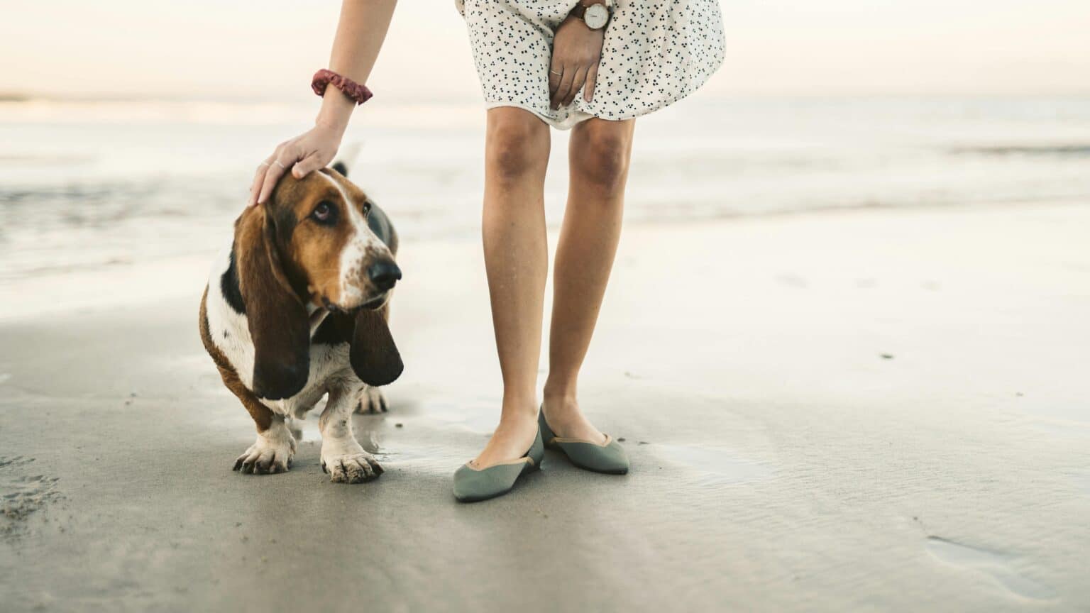13 Dog Breeds That Are Basically Your Shadow - iHeartDogs.com