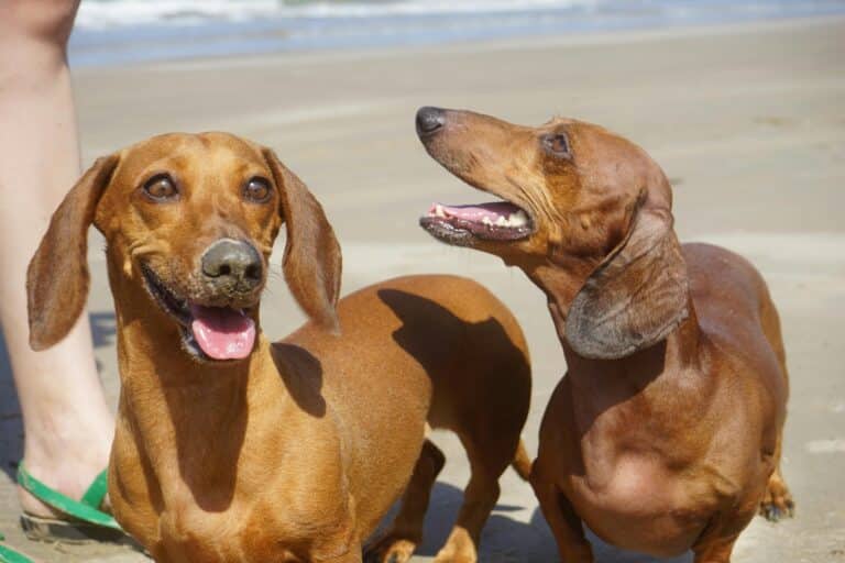 21 Dog Breeds That Love to Dig (and 7 That Hate Dirt) - iHeartDogs.com