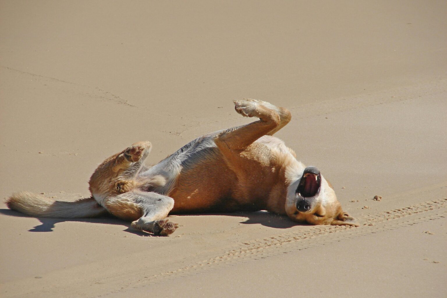 13 Shocking Truths About Why Dogs Roll in Smelly Things - iHeartDogs.com