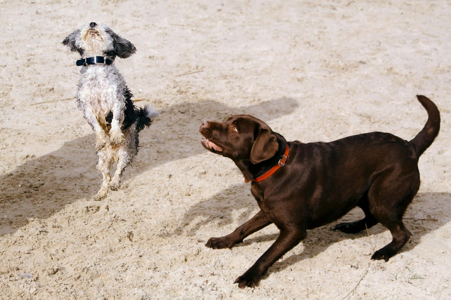 13 Ways to Stop Your Dog from Fighting With Other Dogs - iHeartDogs.com