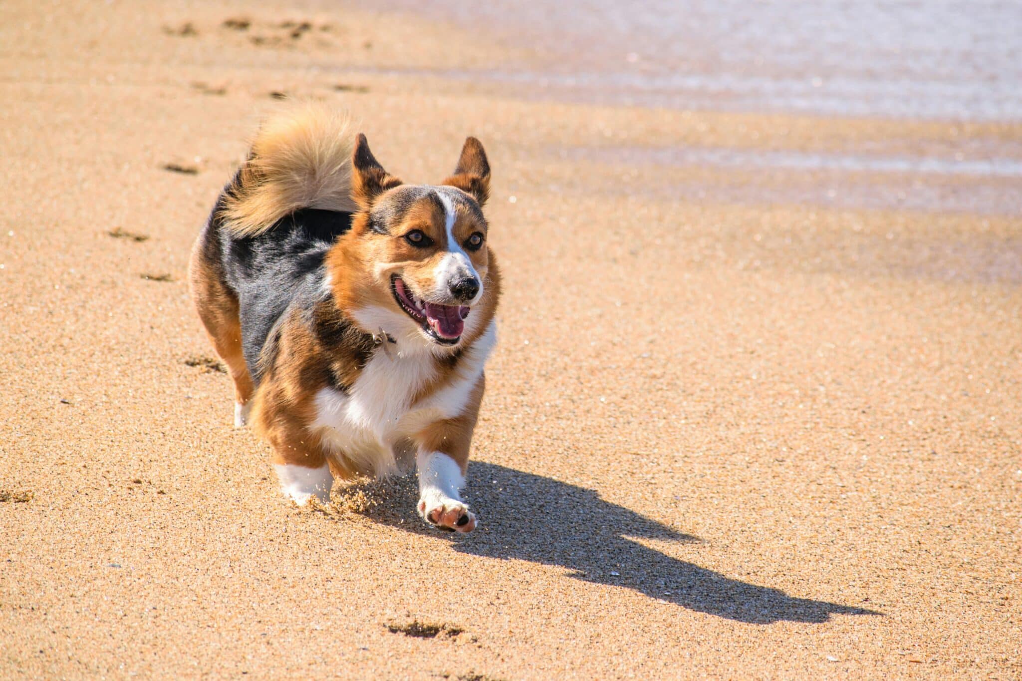 15 Fascinating Truths About Why Dogs Wag Their Tails Right Or Left ...