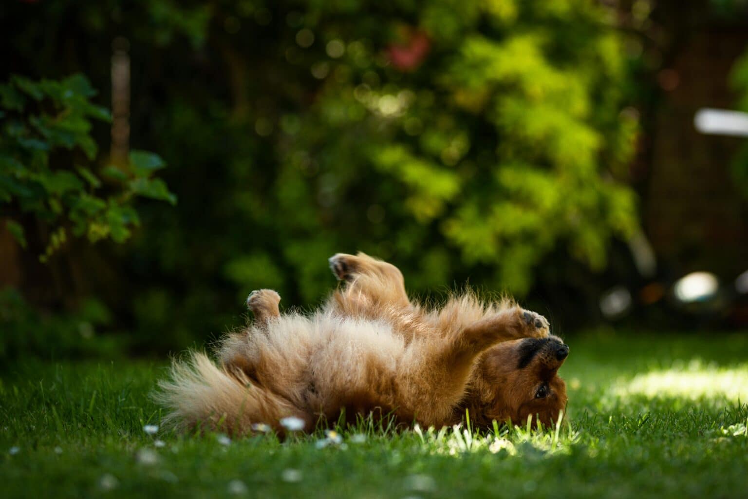 13 Shocking Truths About Why Dogs Roll in Smelly Things - iHeartDogs.com