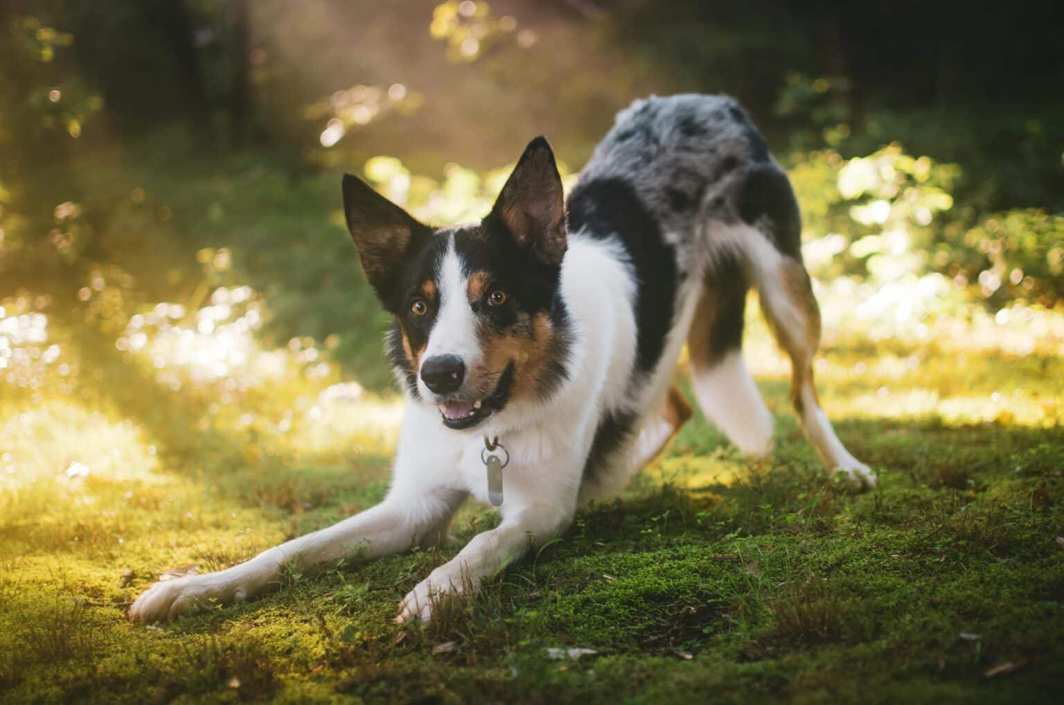 Why Do Dogs Sometimes Snap at the Air? It's Not Always About Flies ...