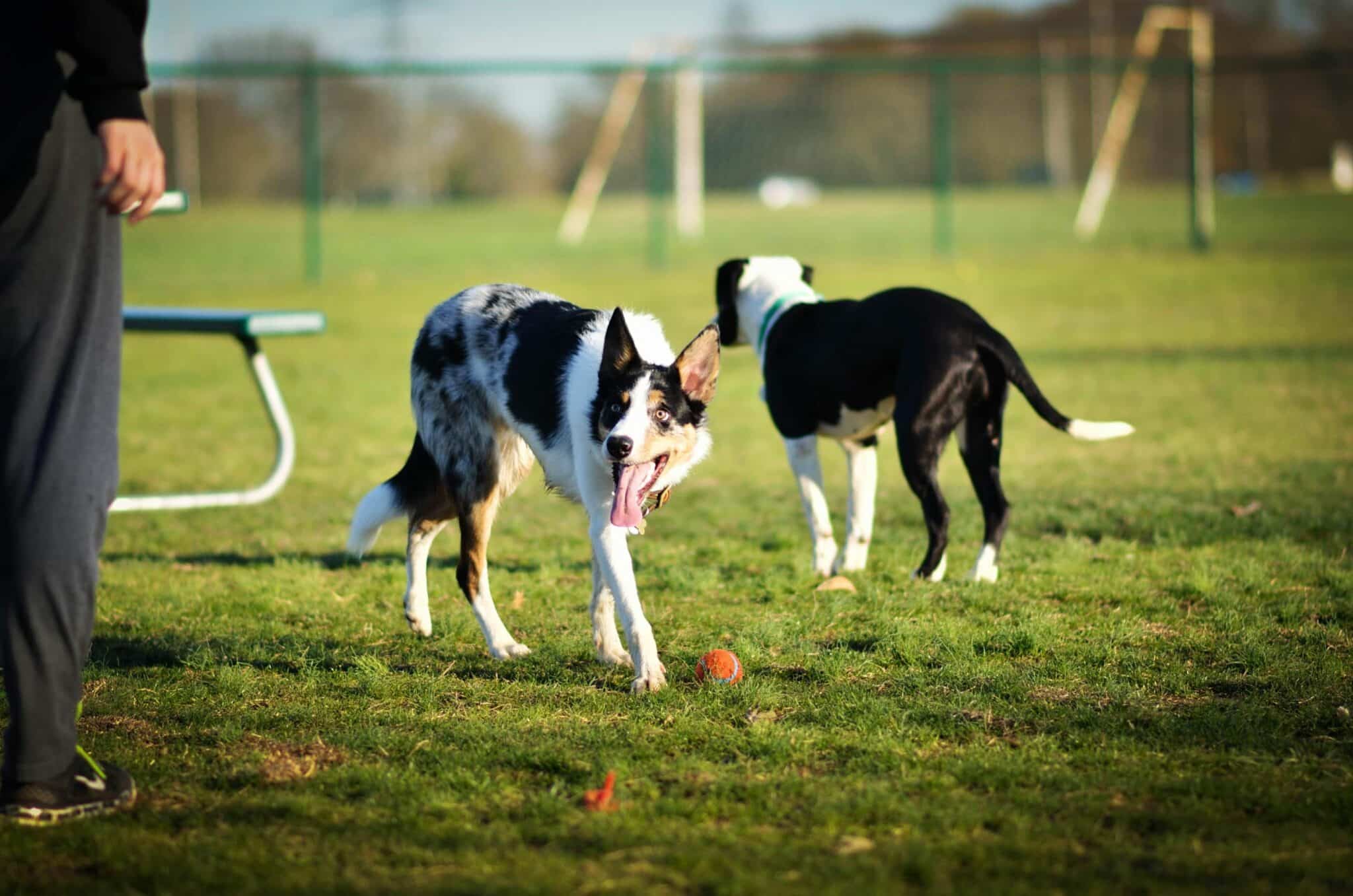 7 Ways to Help Your Dog Get Along With Other Dogs - iHeartDogs.com