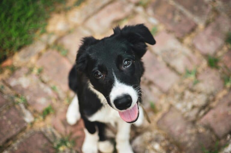 Scientists Uncover a New Evolutionary Phase in Dogs - iHeartDogs.com