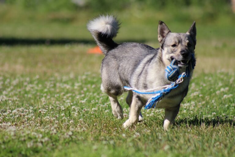 13 Sly Dog Breeds That Look Like Foxes - iHeartDogs.com