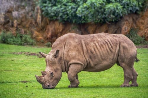 15 Most Fearless Animals on Earth in 2026 - iHeartDogs.com