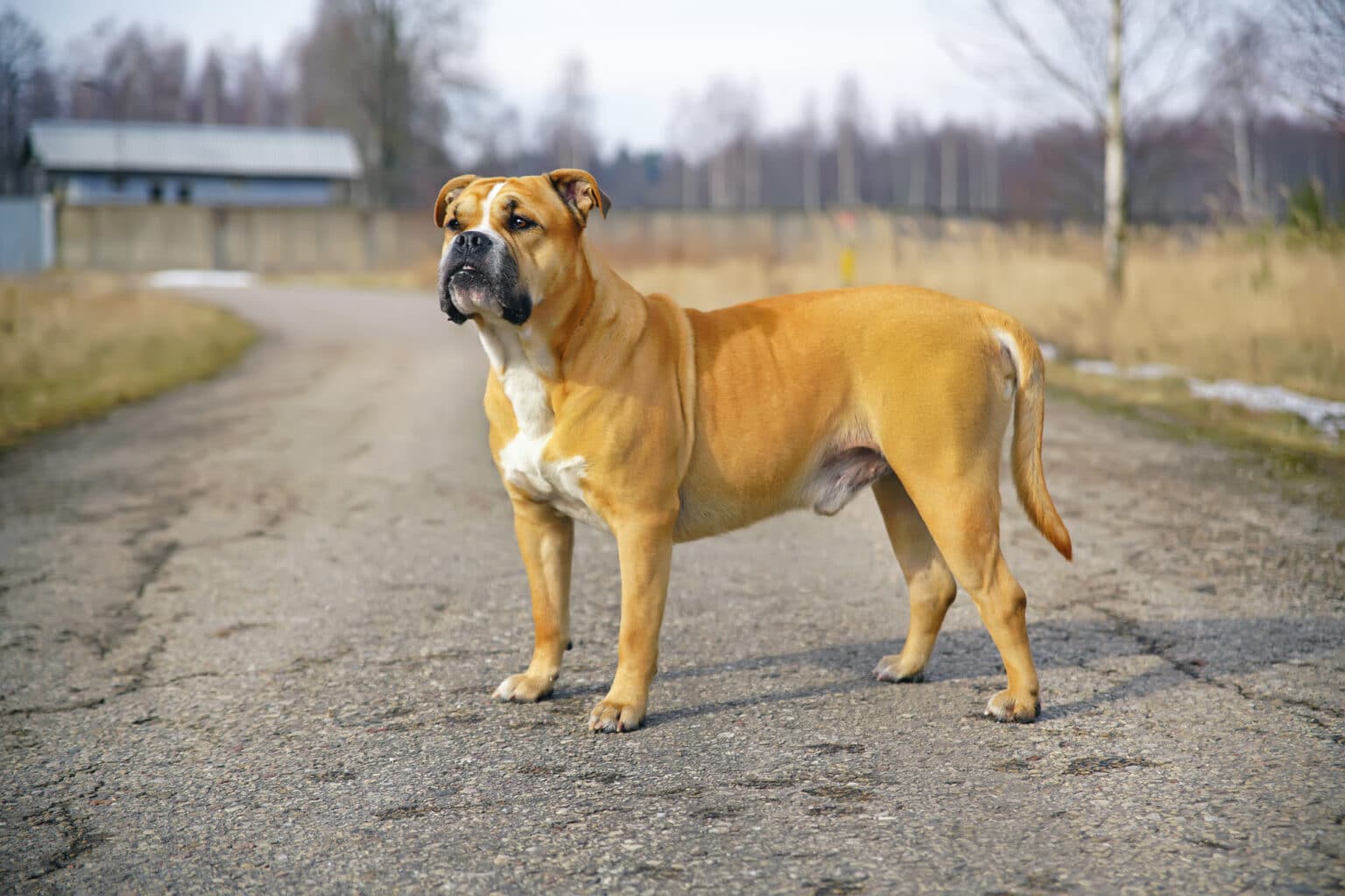 The 10 Strongest Bulldog Breeds - iHeartDogs.com