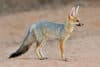 16 Most Exotic Species Of Wild Dogs On Earth - iHeartDogs.com