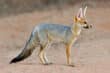 16 Most Exotic Species Of Wild Dogs On Earth - iHeartDogs.com