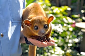 30 Most Unusual Rainforest Animals - iHeartDogs.com