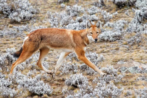 16 Most Exotic Species Of Wild Dogs On Earth - iHeartDogs.com