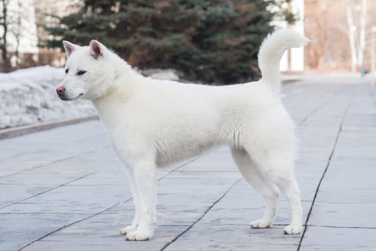 15 Dog Breeds That Have Watched Over Sacred Temples For Generations ...
