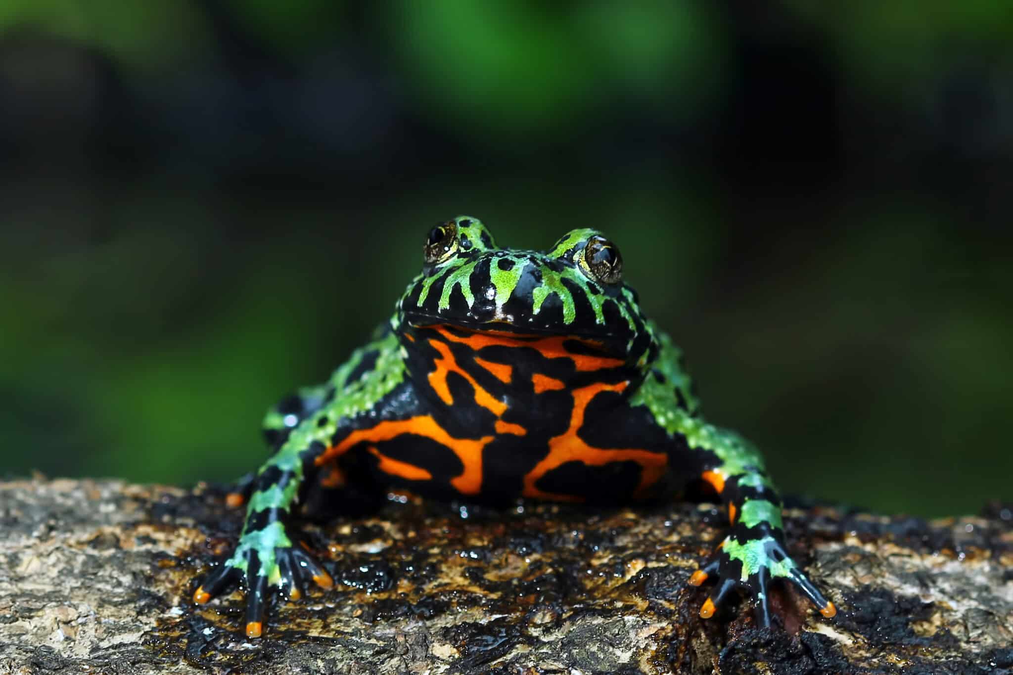 9 Best Frogs To Keep As Pets (And 3 You Shouldn’t) - iHeartDogs.com
