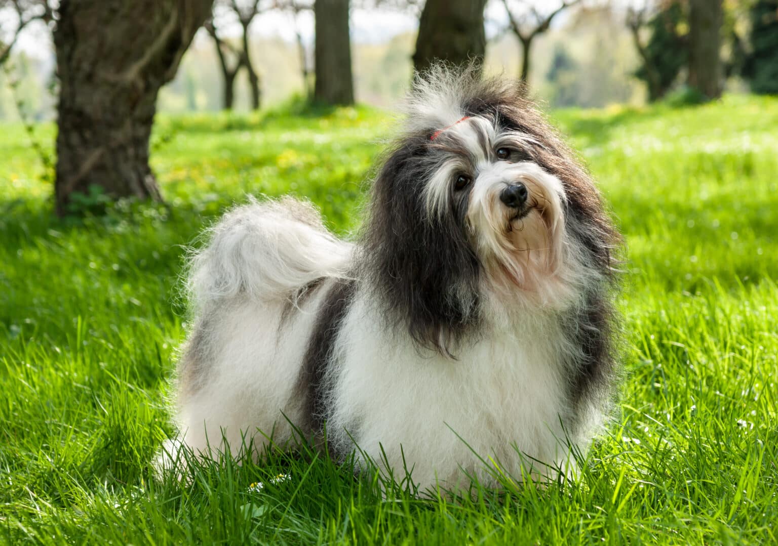 13 Canine Breeds with Unexpectedly Silky Coats - We Love Dogs
