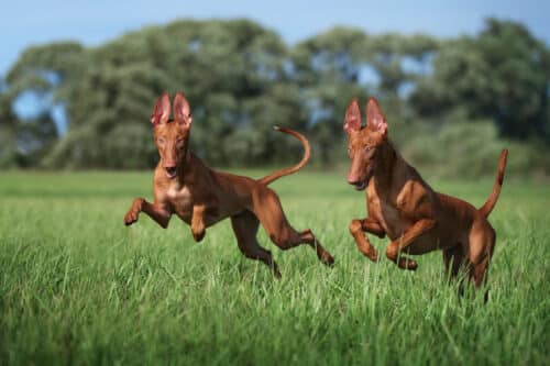 9 Legends About Dogs From Myth And Folklore - iHeartDogs.com