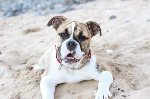 The 10 Strongest Bulldog Breeds - iHeartDogs.com
