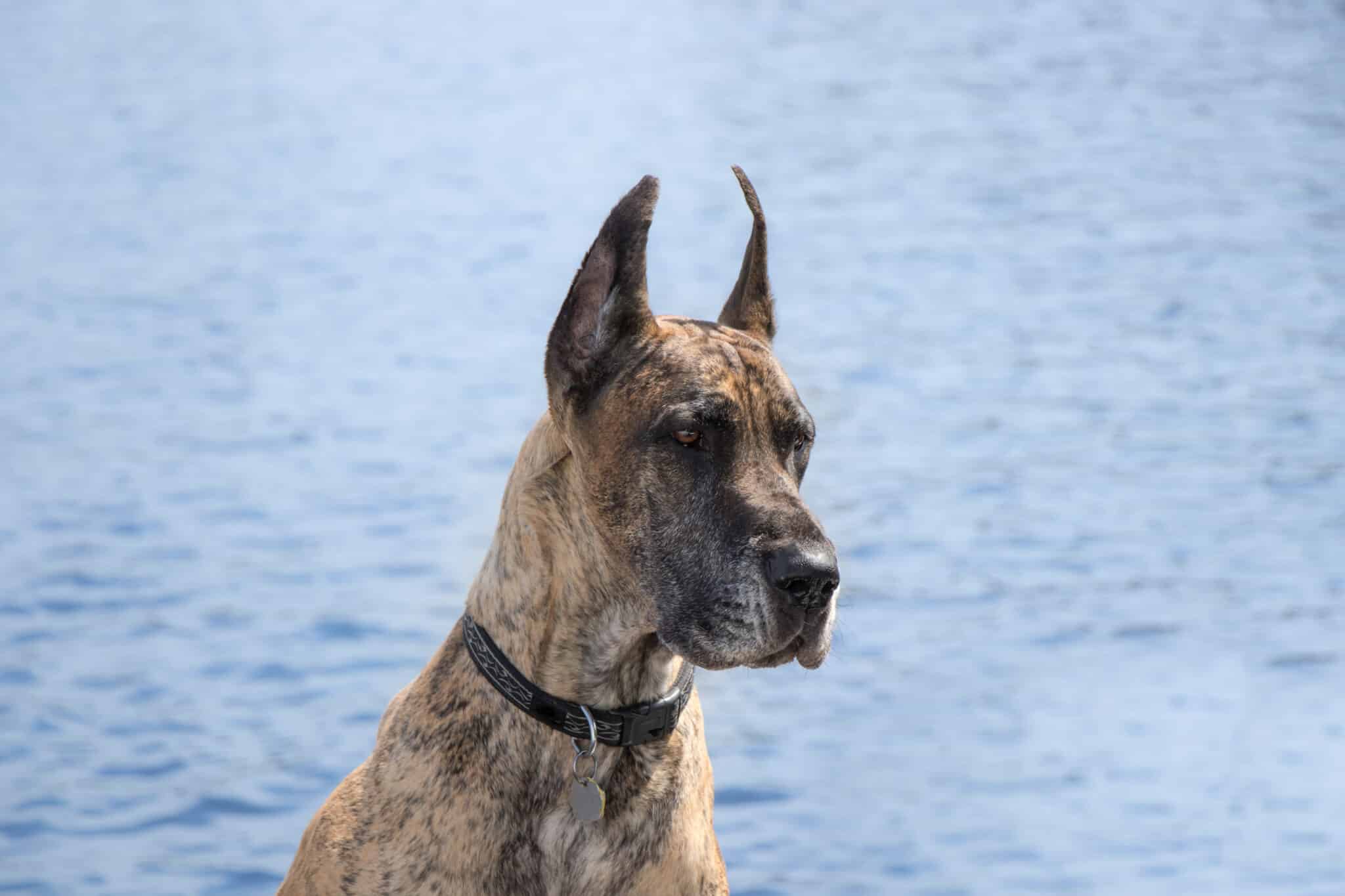 14 Adorable Brindle Dog Breeds You Need To Know - iHeartDogs.com