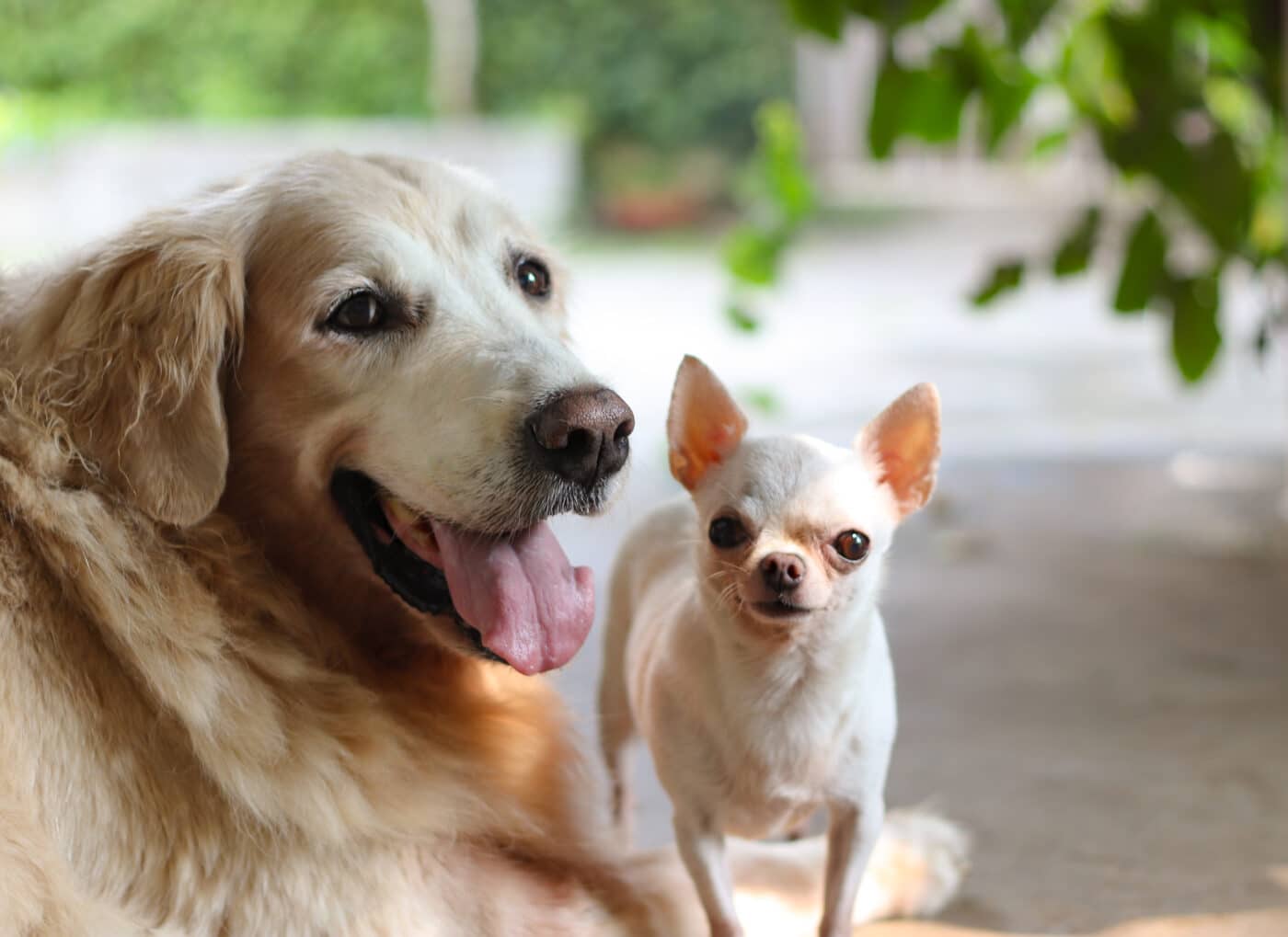 5 Best Insect Based Dog Foods - iHeartDogs.com