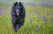 9 Legends About Dogs From Myth And Folklore - iHeartDogs.com
