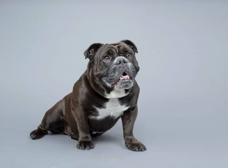 The 10 Strongest Bulldog Breeds - iHeartDogs.com
