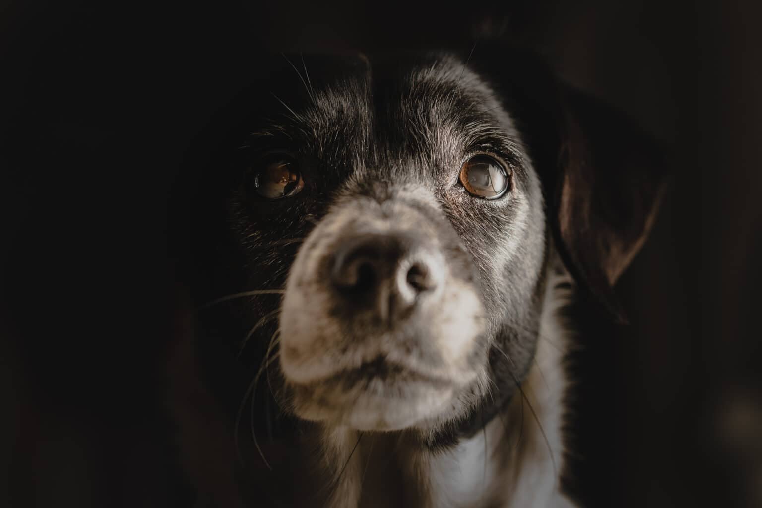 The 9 Oldest Dogs Of All Time - iHeartDogs.com